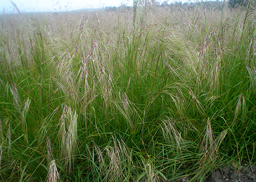 Purple Needlegrass Stover Seed Since 1922