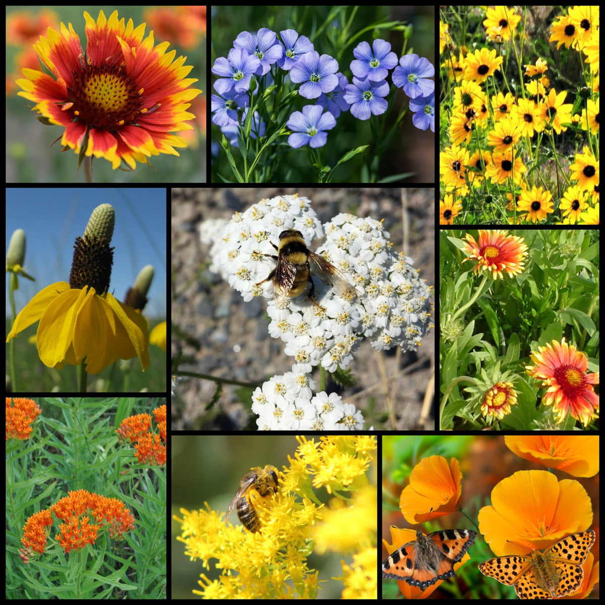 Southwest Native Pollinator Wildflower Mixture - Stover Seed