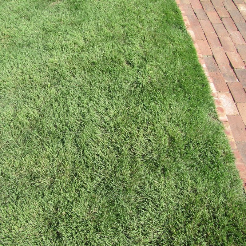 Sundancer Buffalograss (Warm Season, Zones 2 & Western areas of 3 and