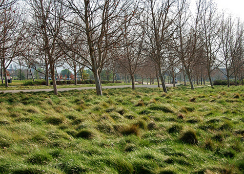 Molate Red Fescue - Stover Seed since 1922