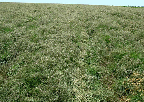 Sandberg Bluegrass / Pine Bluegrass -Stover Seed since 1922