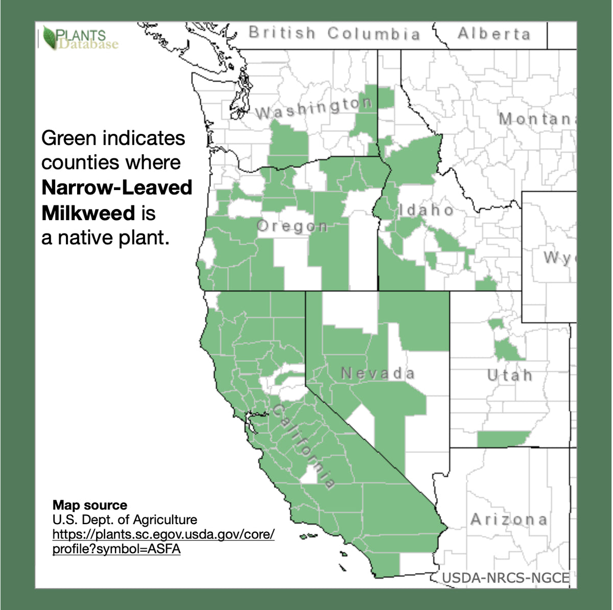 Milkweed, Narrow-Leaved (Asclepias fascicularis)Stover Seed since 1922