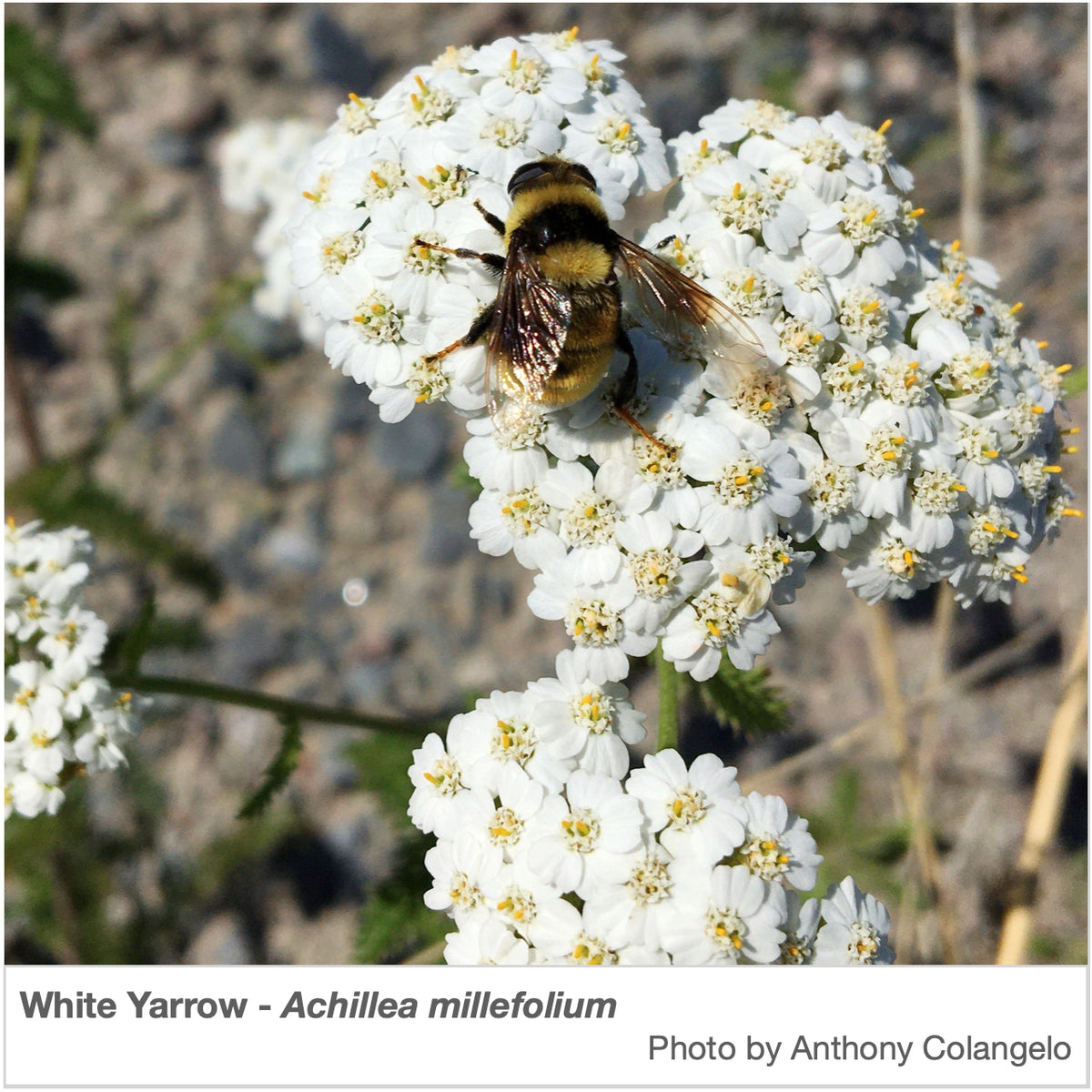 Midwest Native Pollinator Wildflower Mixture - Stover Seed